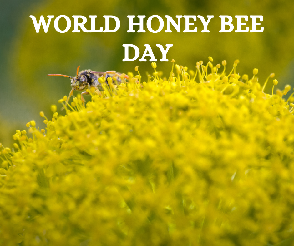 Celebrating World Honey Bee Day – Little Red Wagon Native Nursery
