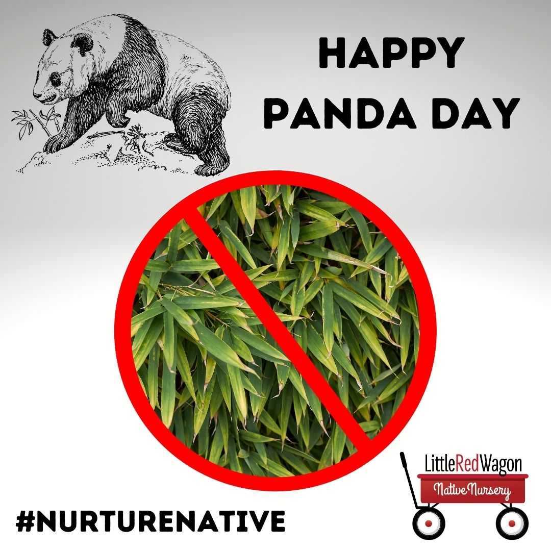 Happy National Panda Day (May Peace Be With You.) – Little Red Wagon ...