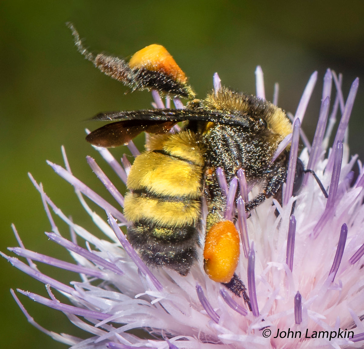 Buzzin' with the Bees – Little Red Wagon Native Nursery