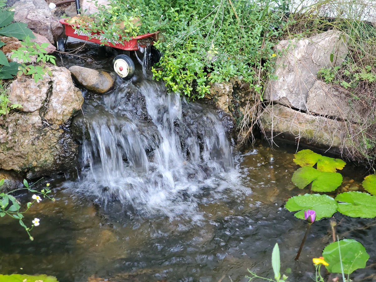 Florida Swamp – Little Red Wagon Native Nursery