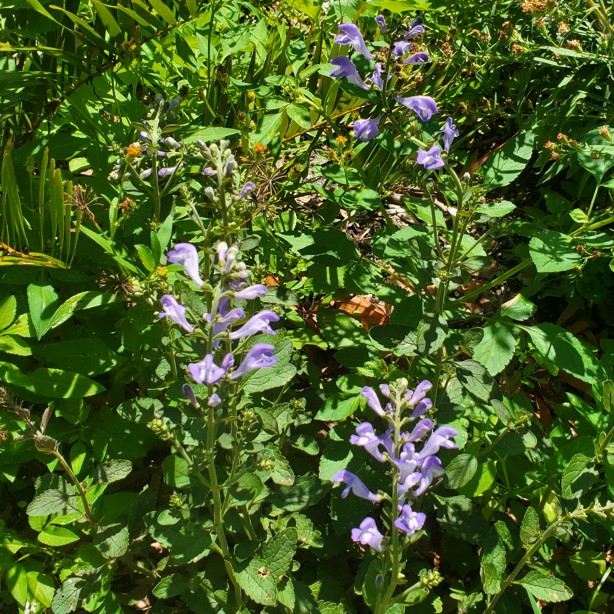 Helmet Skullcap - Scutellaria integrifolia (1 Gallon) – Little Red ...