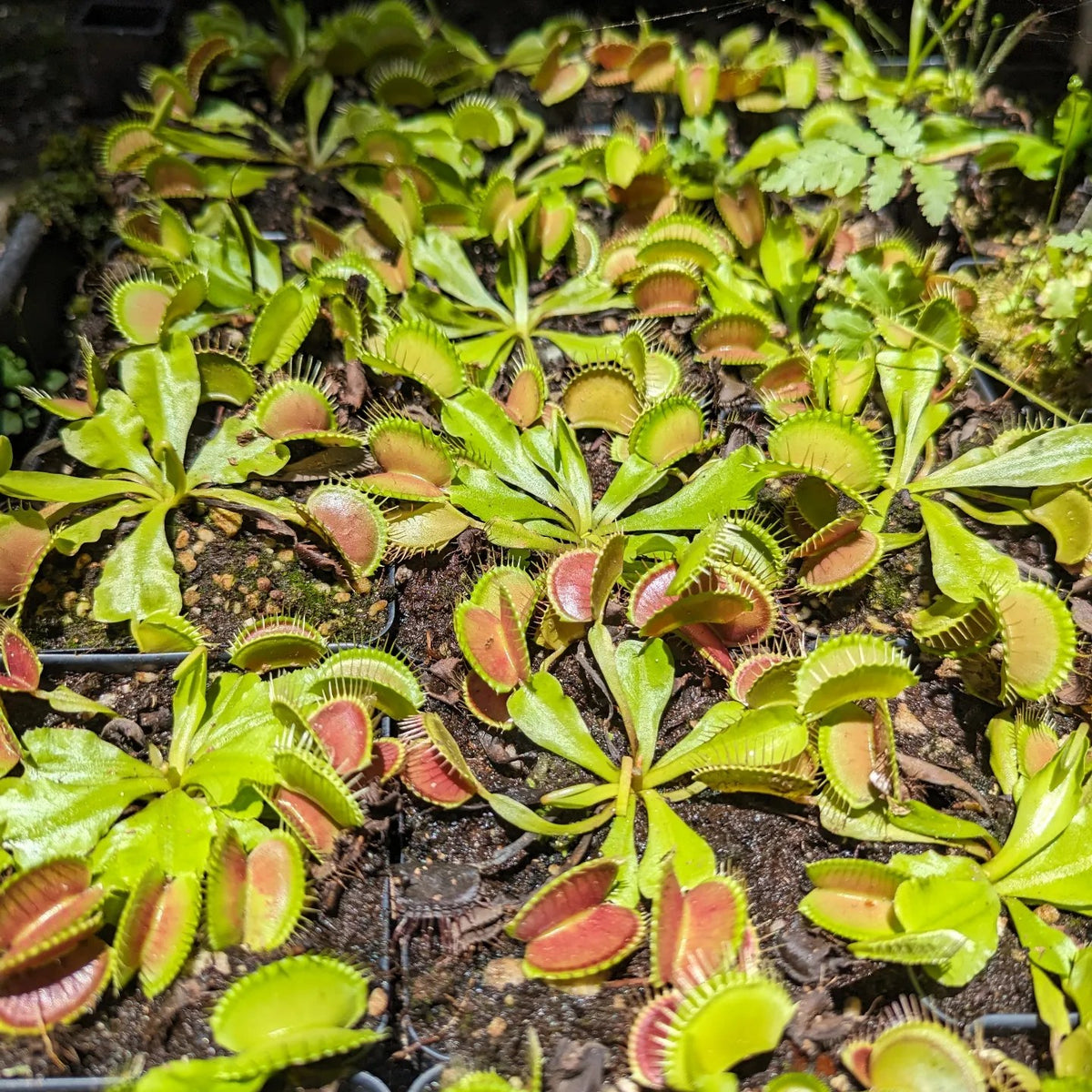 Venus Flytrap-Dionaea muscipula – Little Red Wagon Native Nursery