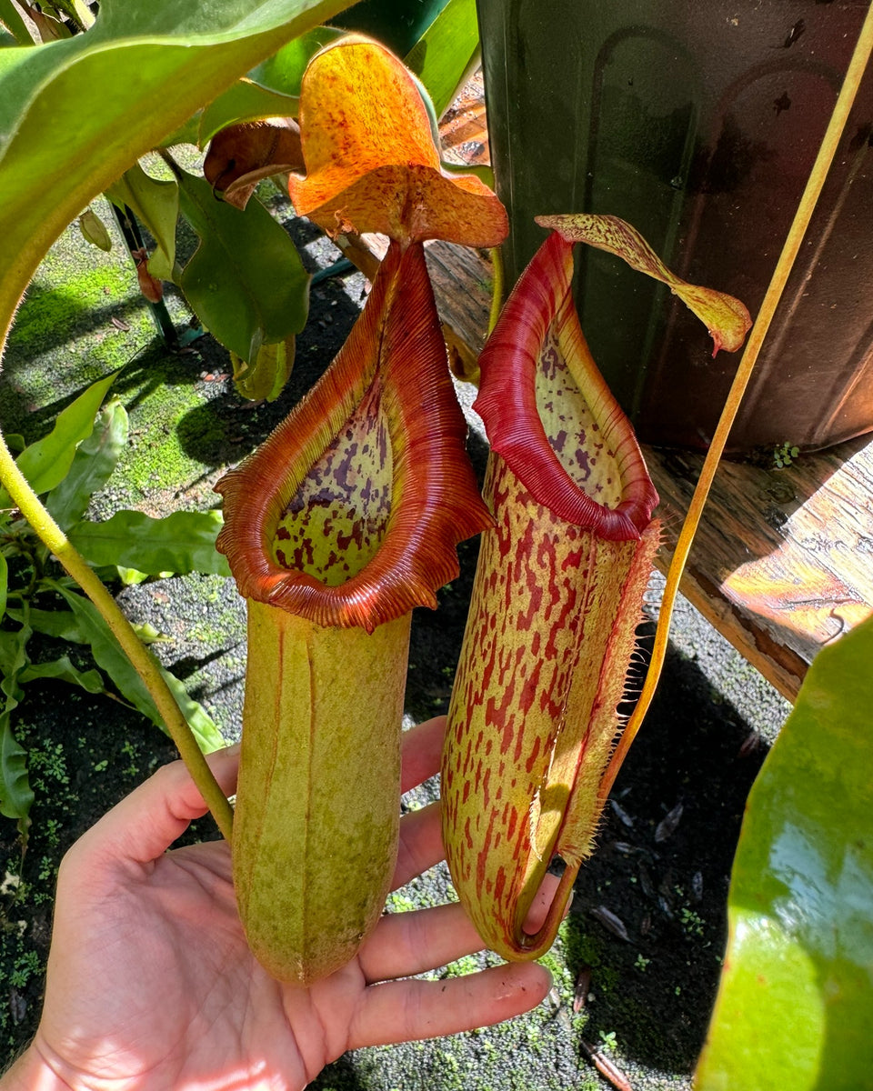 Pitcher Plant-Nepenthes miranda – Little Red Wagon Native Nursery