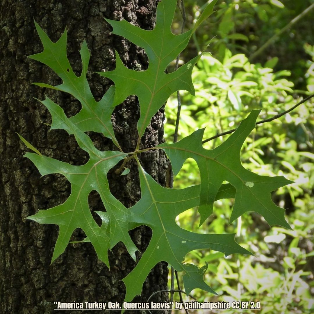 Turkey Oak - Quercus laevis – Little Red Wagon Native Nursery