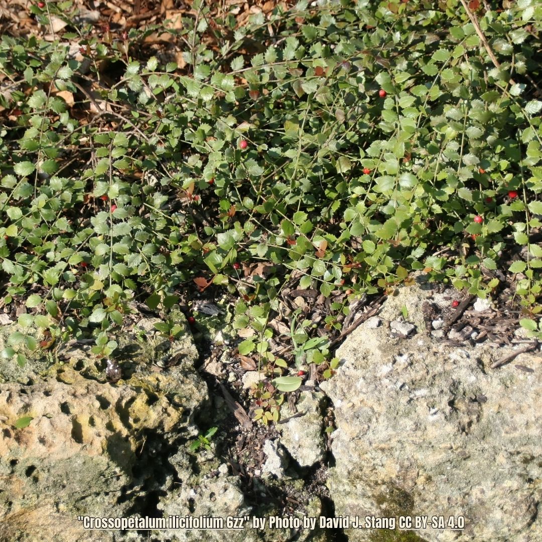 Quailberry - Crossopetalum ilicifolium – Little Red Wagon Native Nursery