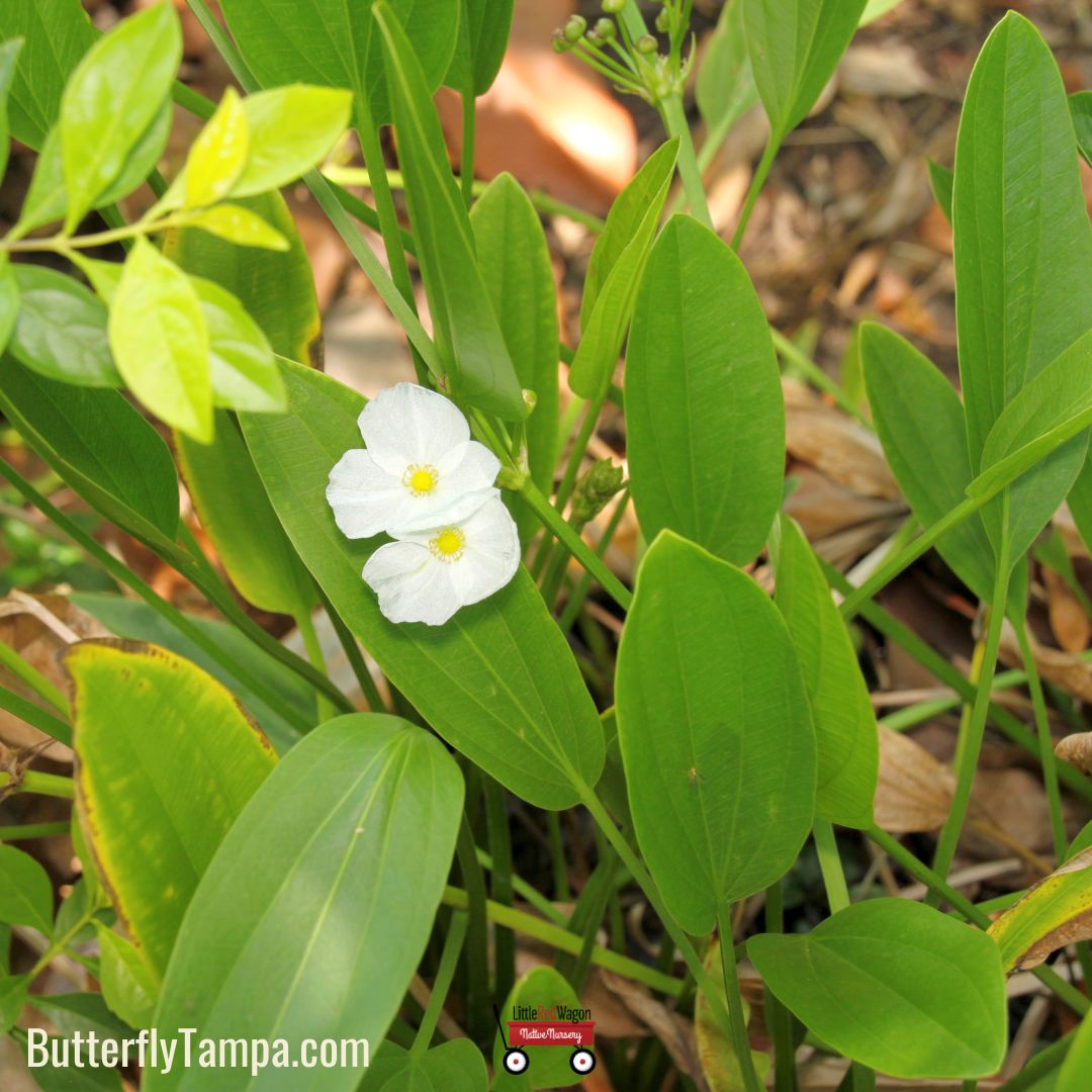 Duck Potato - Sagittaria lancifolia (1 Gallon) – Little Red Wagon ...
