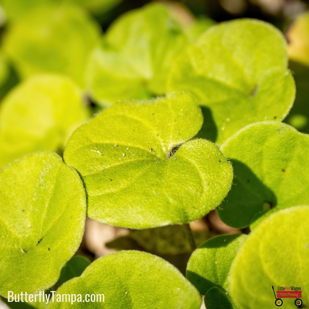 Carolina Ponysfoot - Dichondra carolinensis – Little Red Wagon Native ...