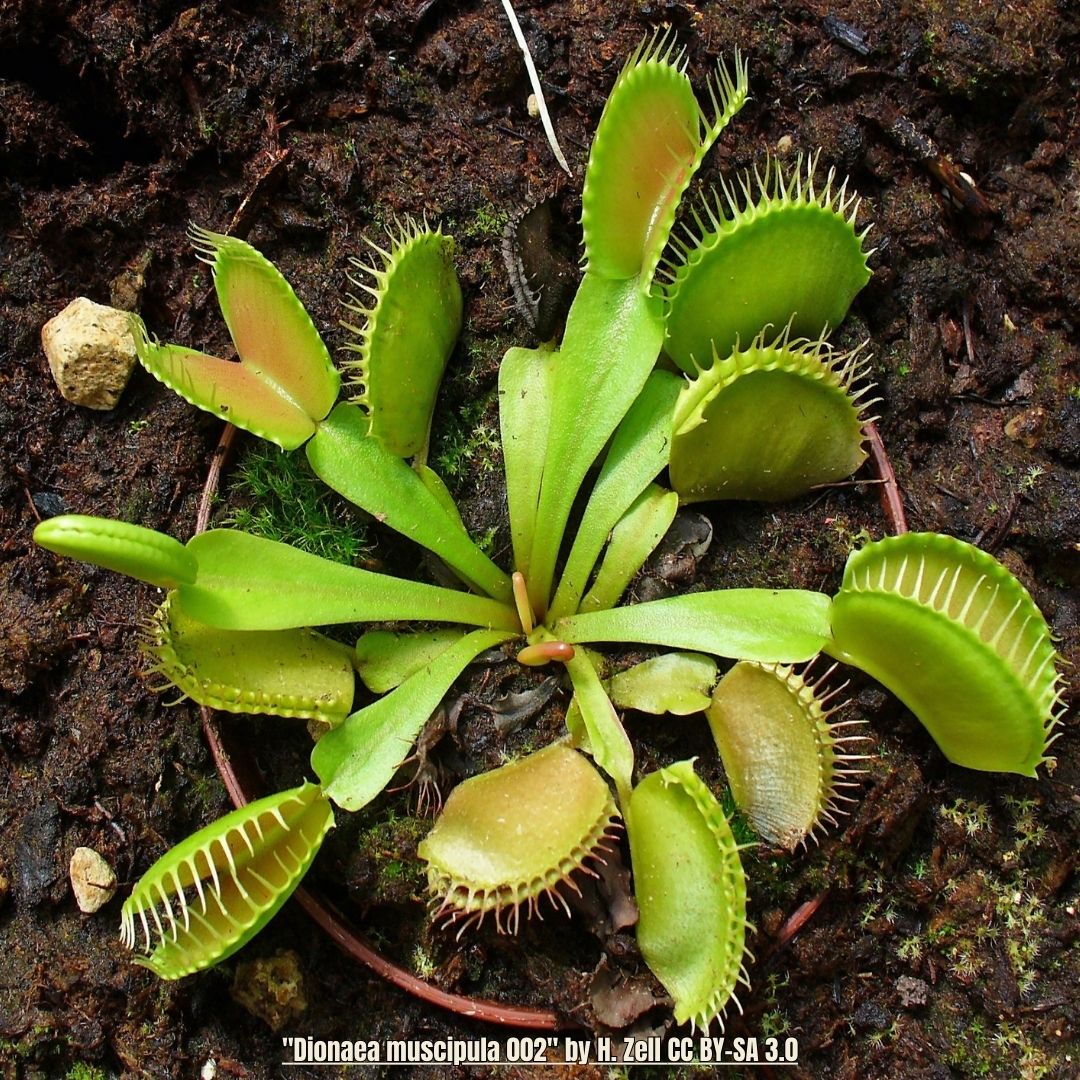 Venus Flytrap-Dionaea muscipula – Little Red Wagon Native Nursery