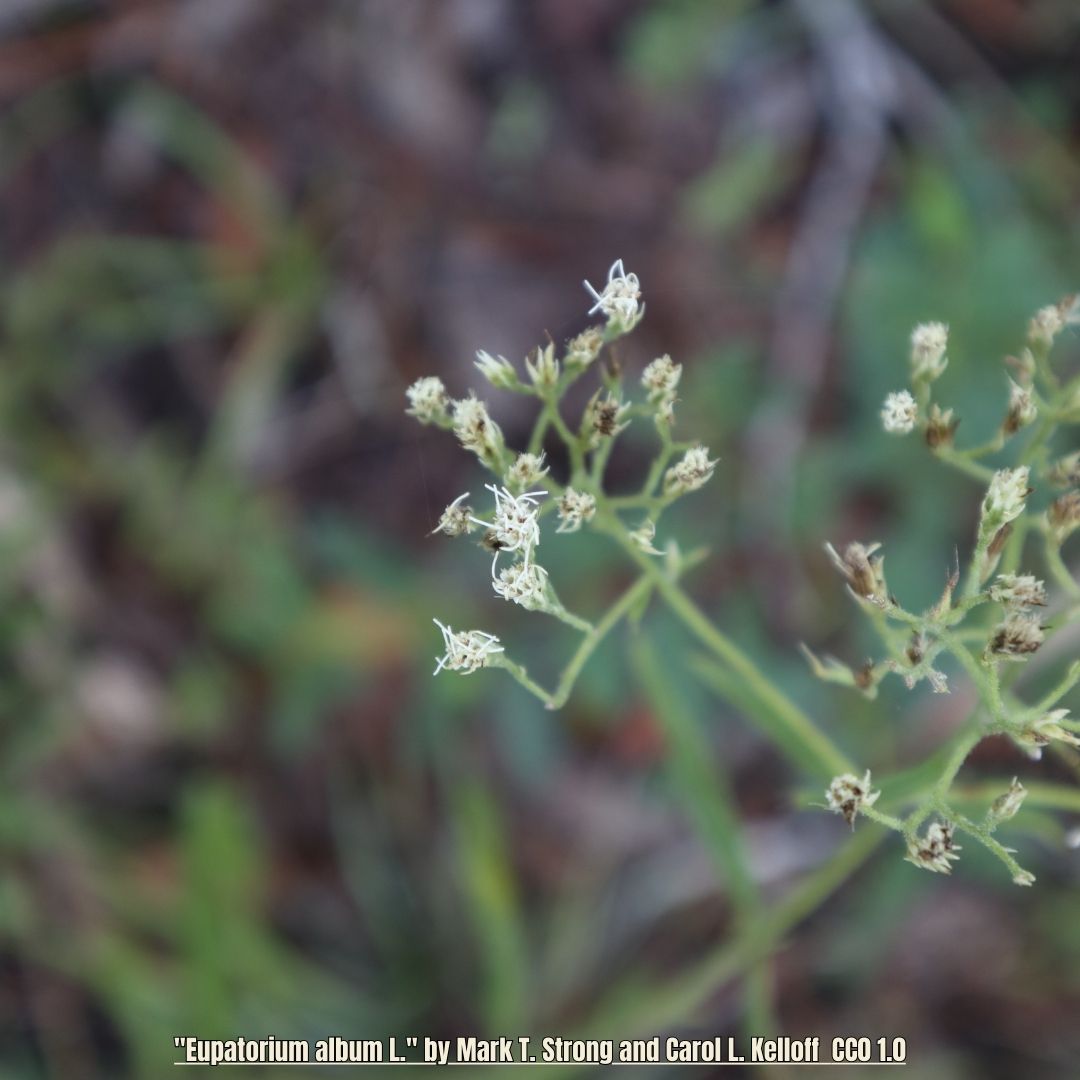 White Thoroughwort- Eupatorium album (1 gal) – Little Red Wagon Native ...