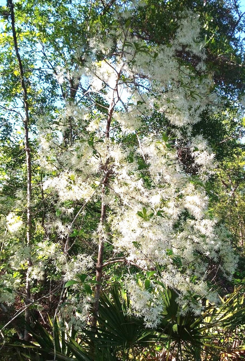Fringe tree - Chionanthus virginicus (3 & 15 Gallon) – Little Red Wagon ...
