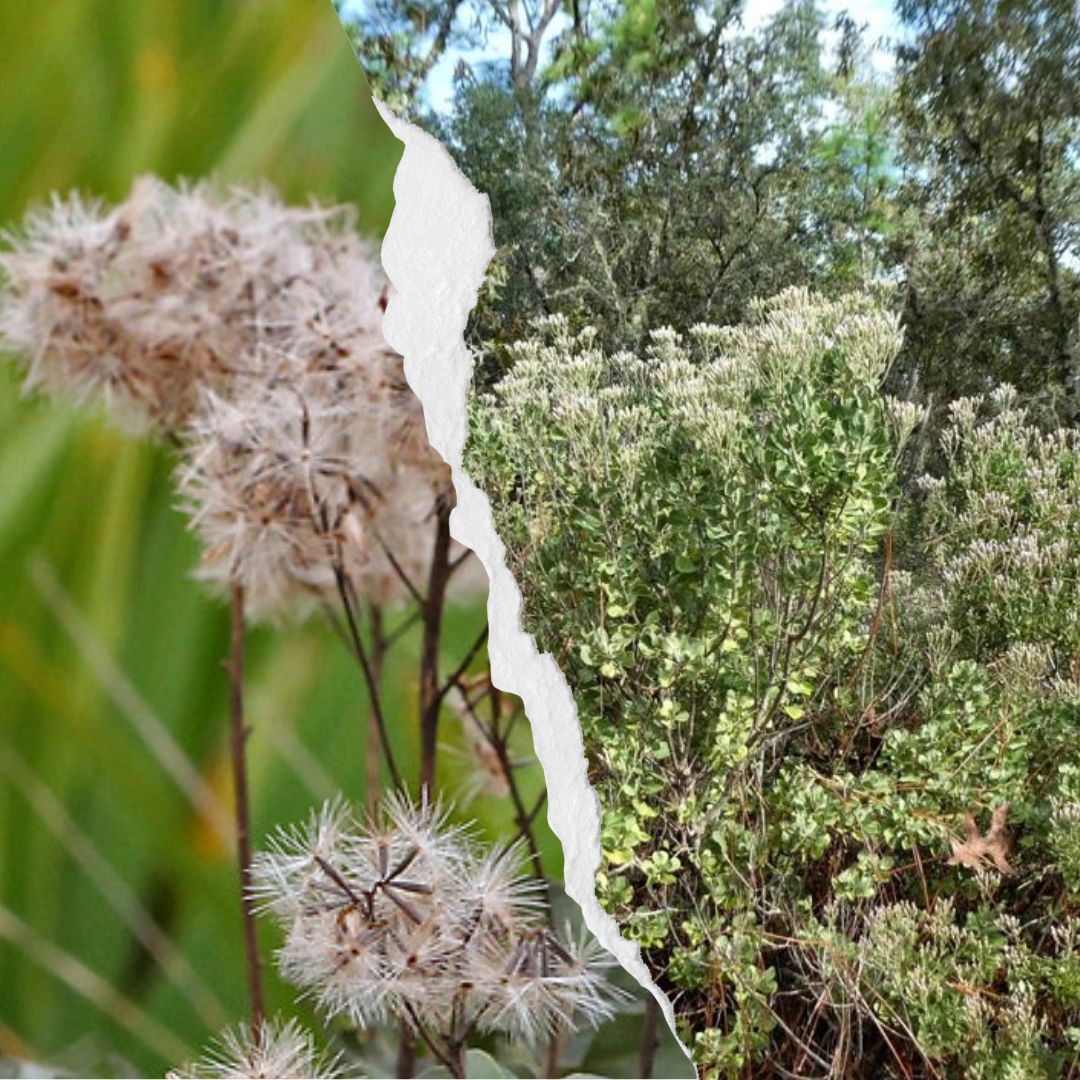 Garberia- Garberia heterophylla – Little Red Wagon Native Nursery