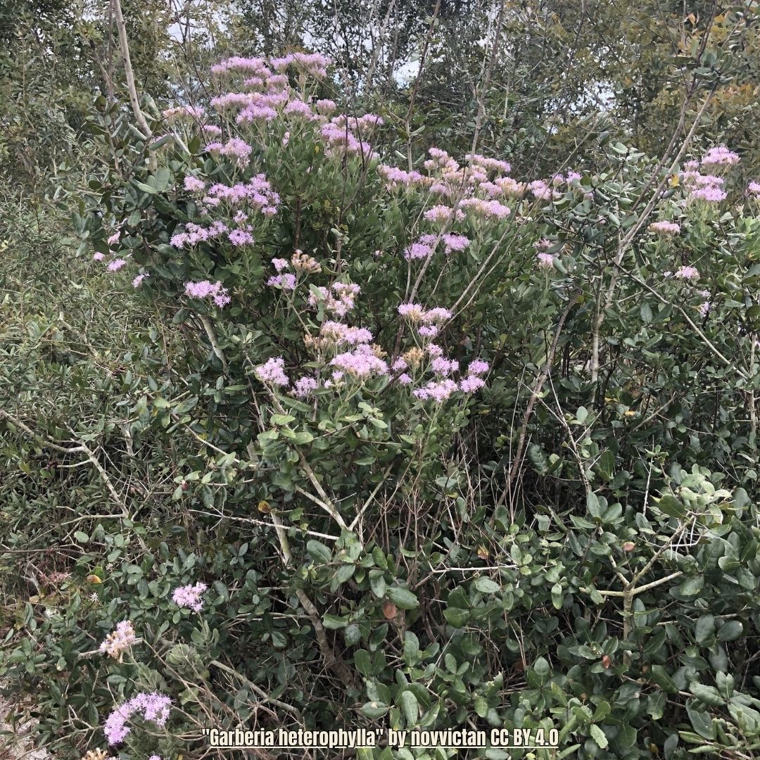 Garberia- Garberia heterophylla – Little Red Wagon Native Nursery