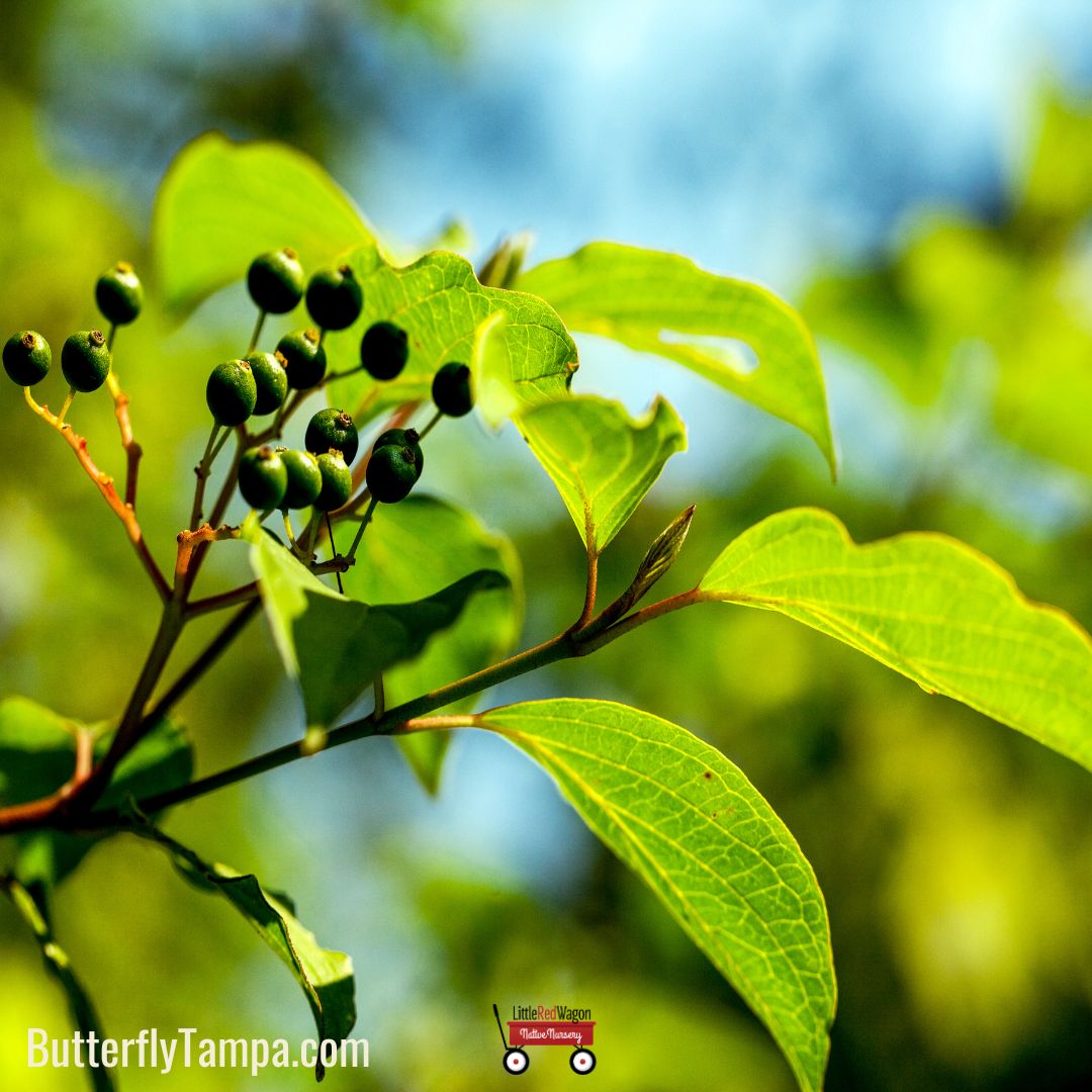 Hackberry / Sugarberry- Celtis laevigata (3 gal.) – Little Red Wagon ...