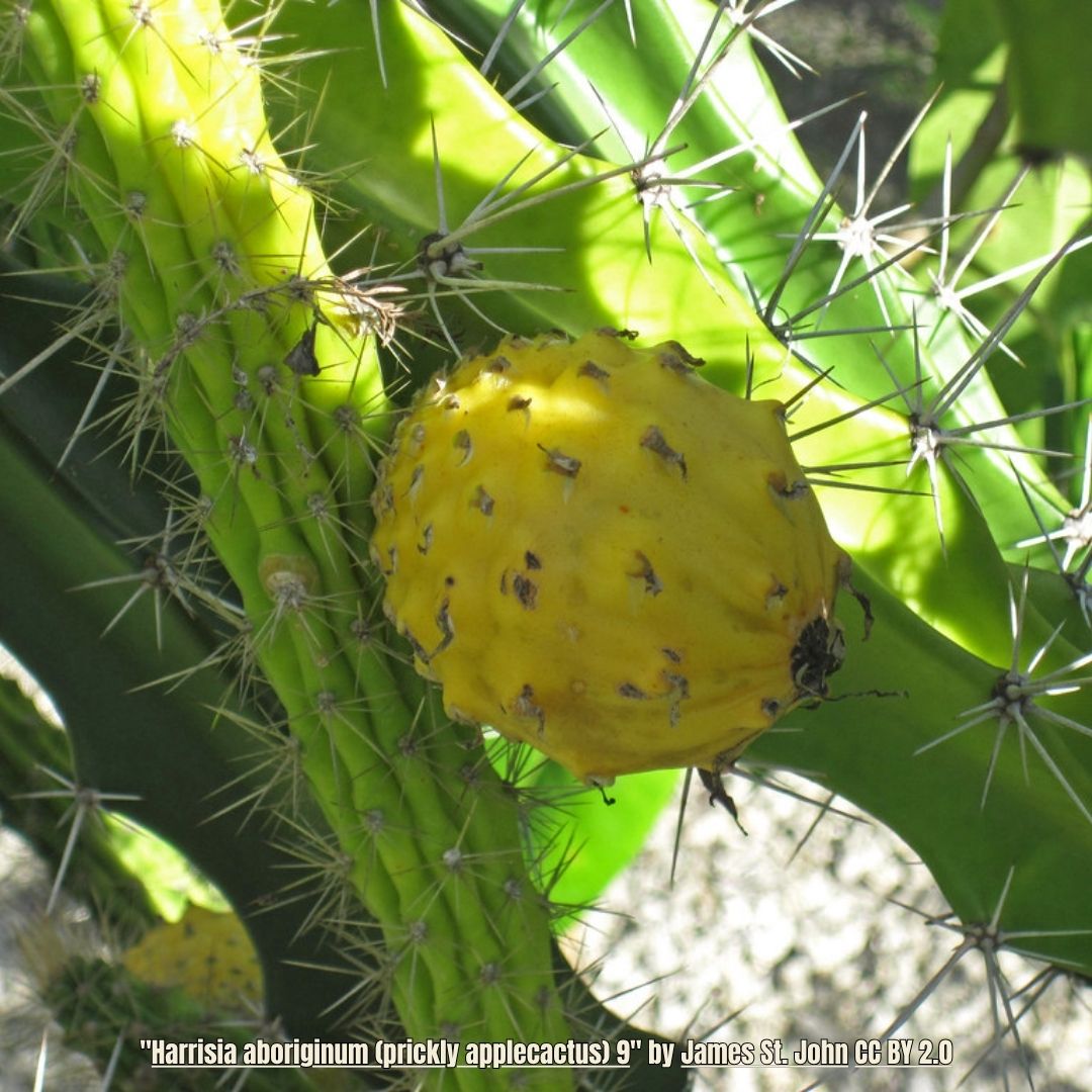 Prickly Apple Cactus - Harrisia aboriginum – Little Red Wagon Native ...