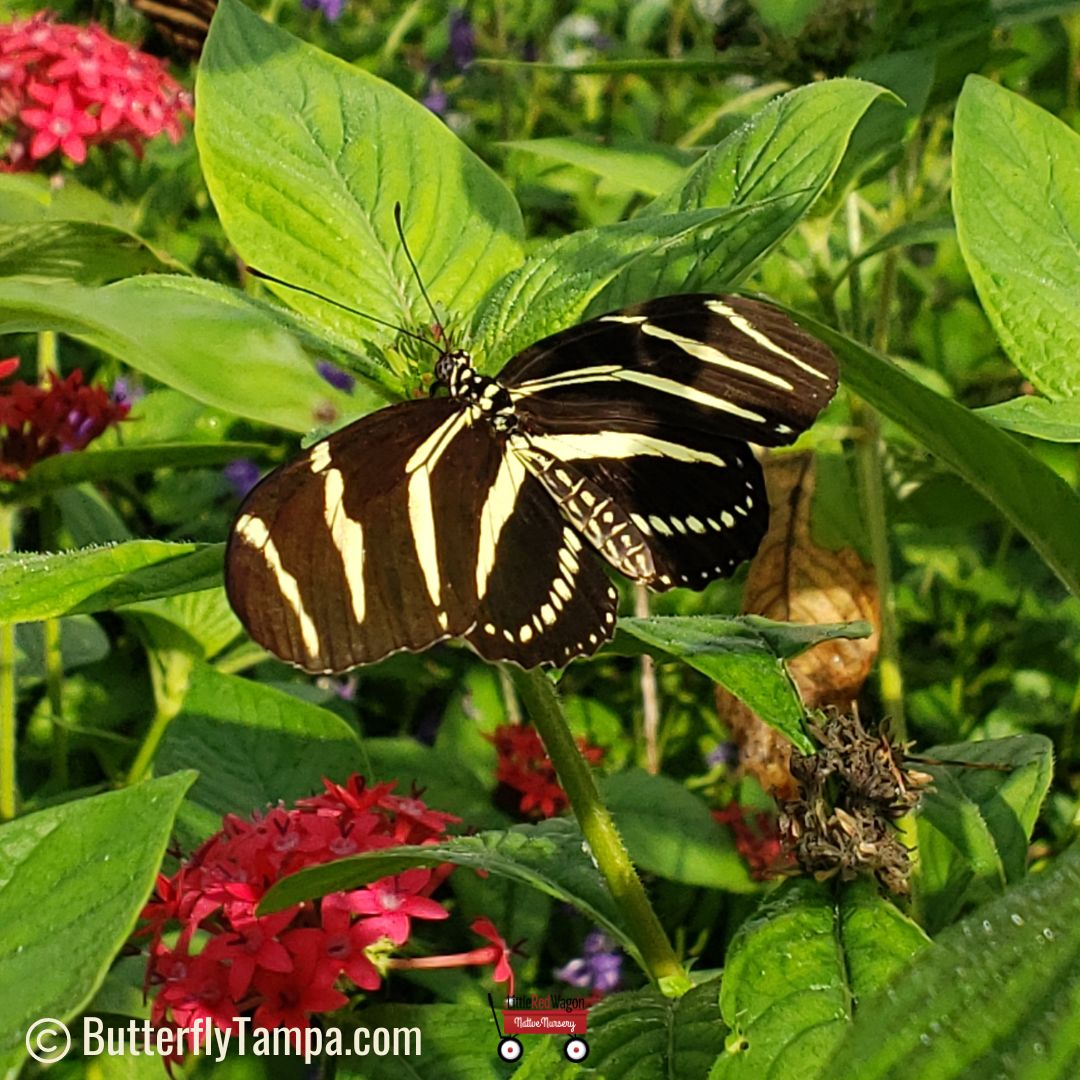 Heirloom Pentas - Pentas lanceolata (1 & 3 Gallon) – Little Red Wagon ...