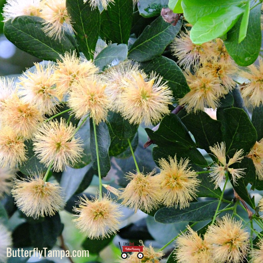 Keys Blackbead - Pithecellobium keyense – Little Red Wagon Native Nursery