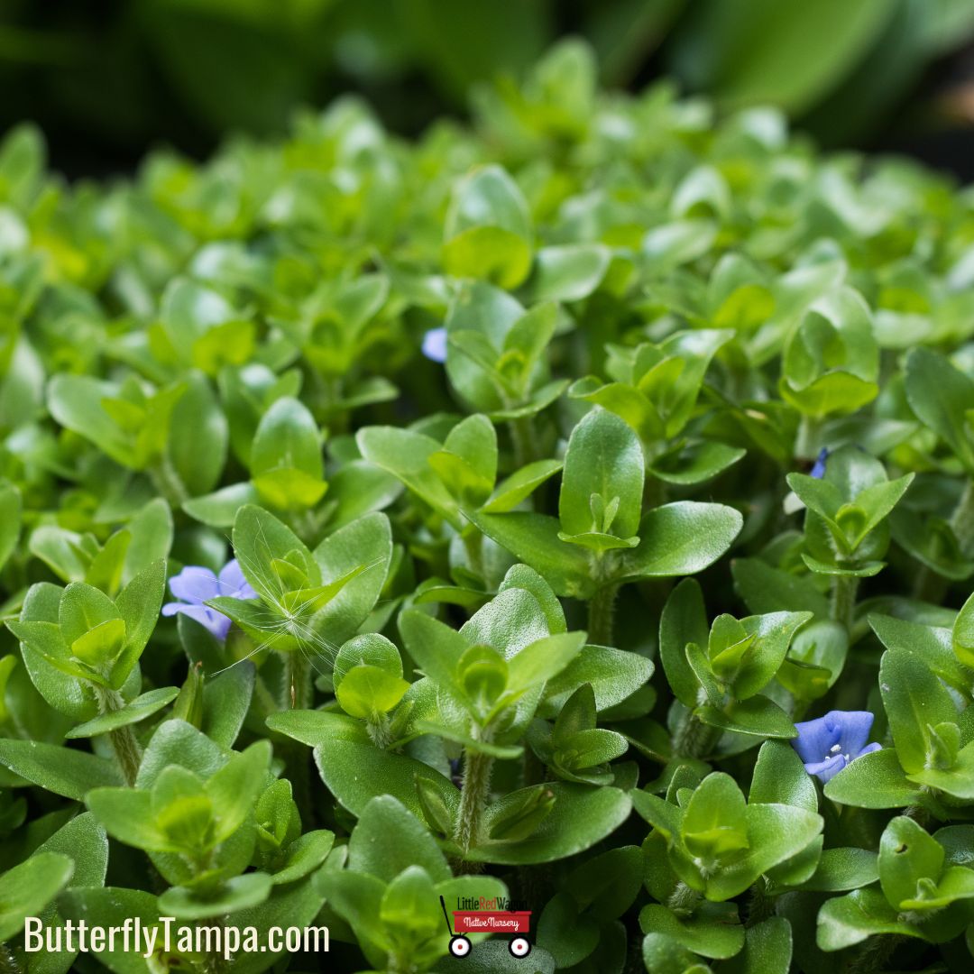 Lemon Bacopa - Bacopa caroliniana (1 Gallon) – Little Red Wagon Native ...