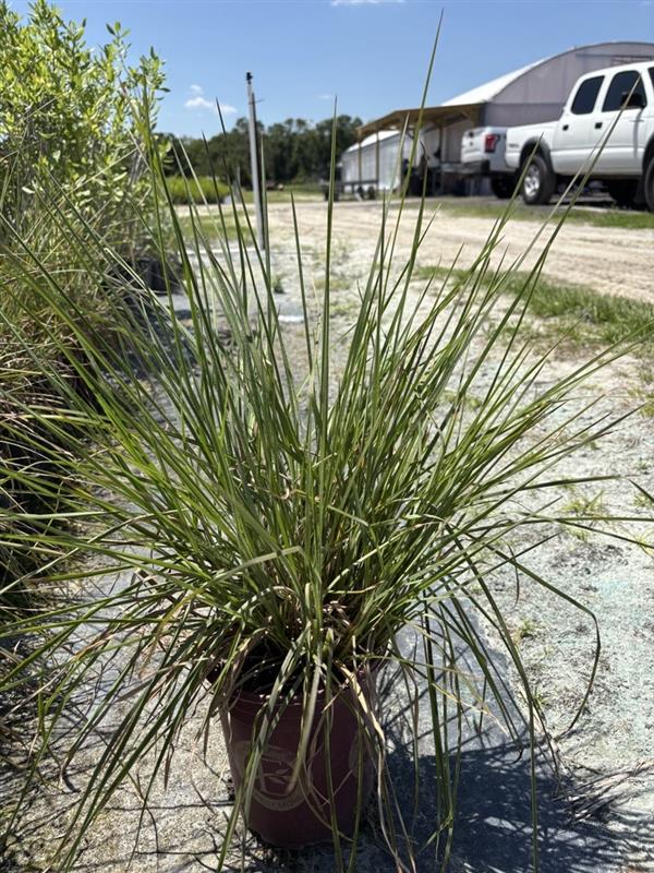 Little Blue Stem - Schizchyrium scoparium (1 Gal.) – Little Red Wagon ...