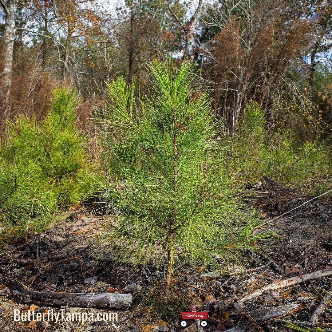 Loblolly Pine - Pinus taeda (3, 15 & 30 Gal.) – Little Red Wagon Native ...