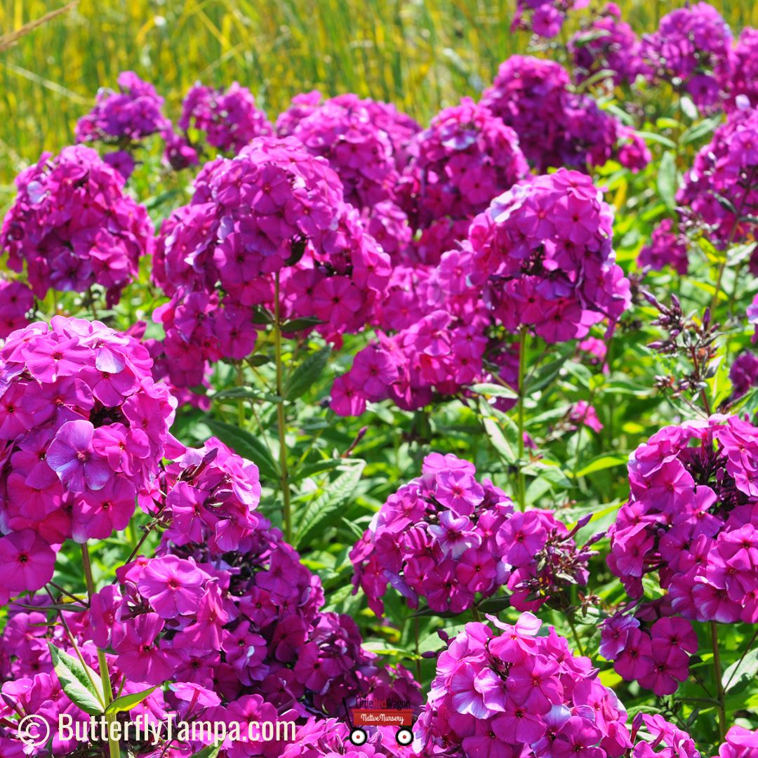 Lollipop Phlox - Phlox paniculata ditomsum 'Grape Lollipop' (1 Gallon ...