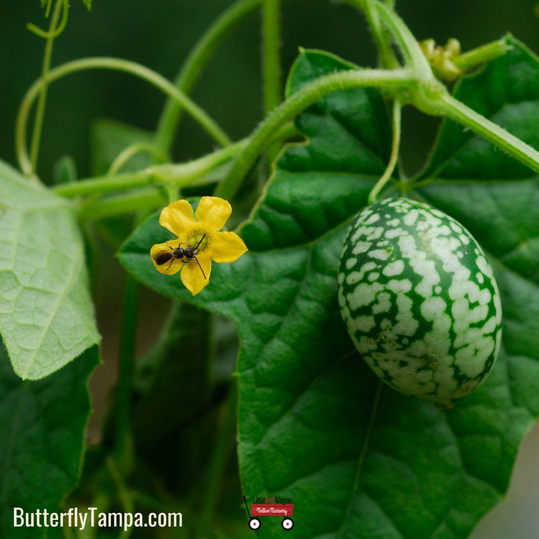 Creeping Cucumber (Mouse Melon) - Melothria pendula (1 Gal) – Little ...