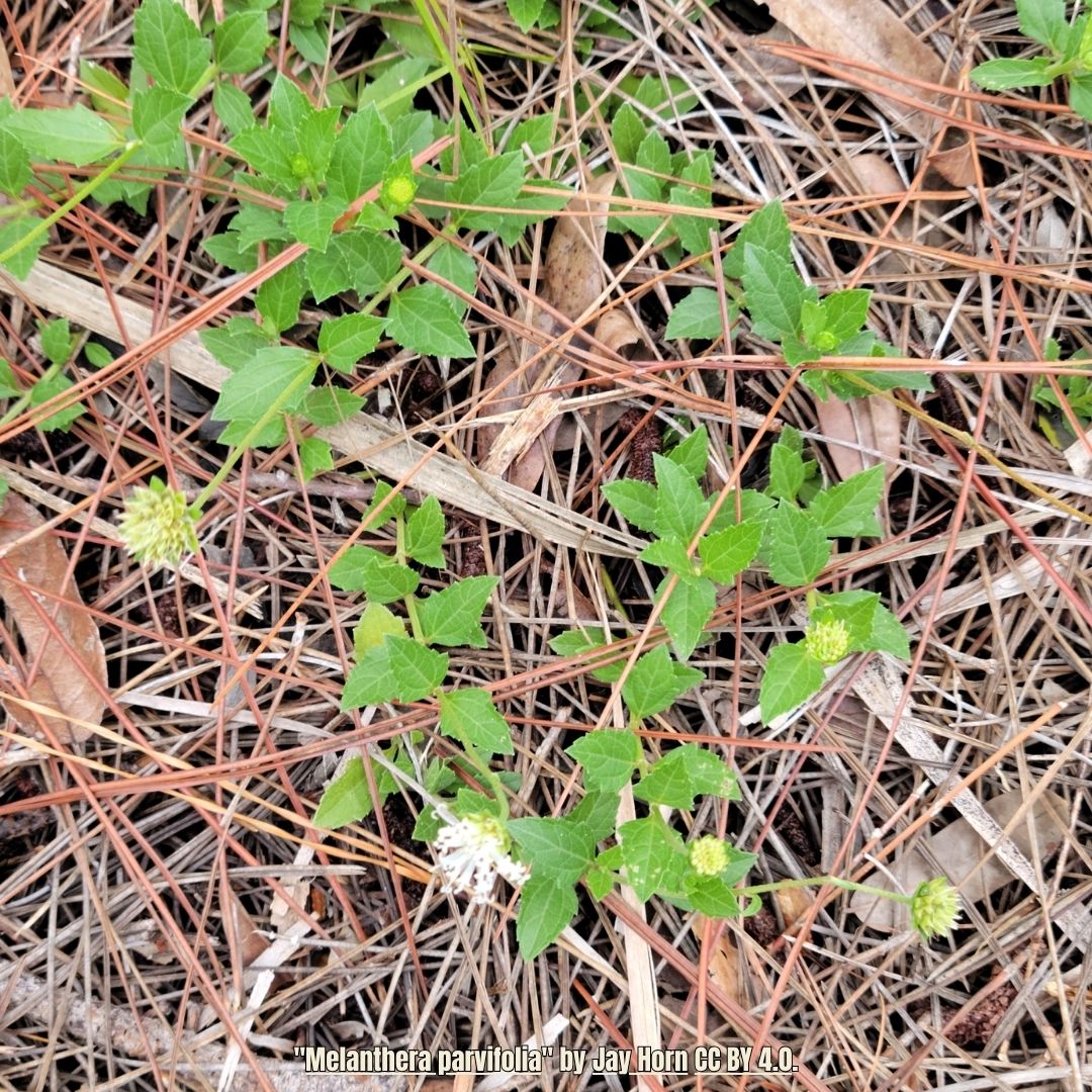 Dwarf Salt & Pepper - Melanthera parvifolia – Little Red Wagon Native ...