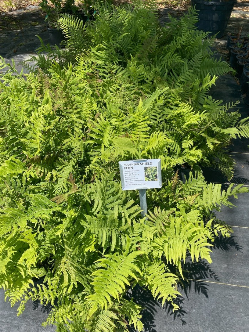 Southern Shield Fern - Thelypteris kunthii (1 Gal.) – Little Red Wagon ...
