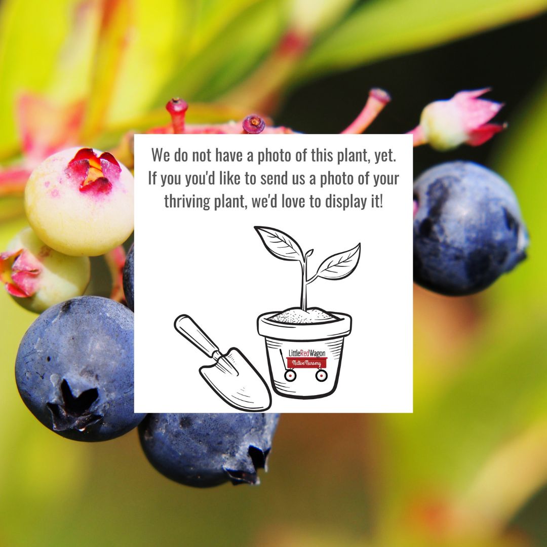'Vernon’ Blueberry - Vaccinium asheii (3 Gallon) – Little Red Wagon ...