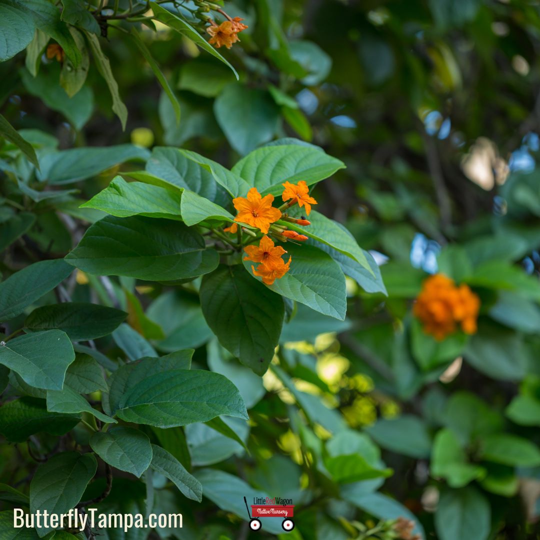 Orange Geiger - Cordea sebestena (3 Gal.) – Little Red Wagon Native Nursery