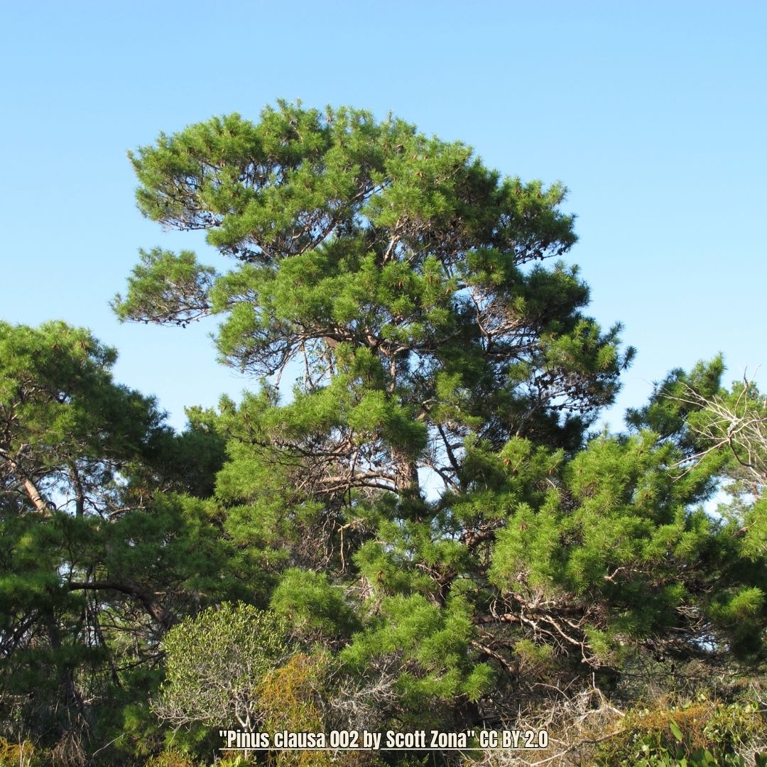 Sand Pine - Pinus clausa (7 & 15 Gal.) – Little Red Wagon Native Nursery