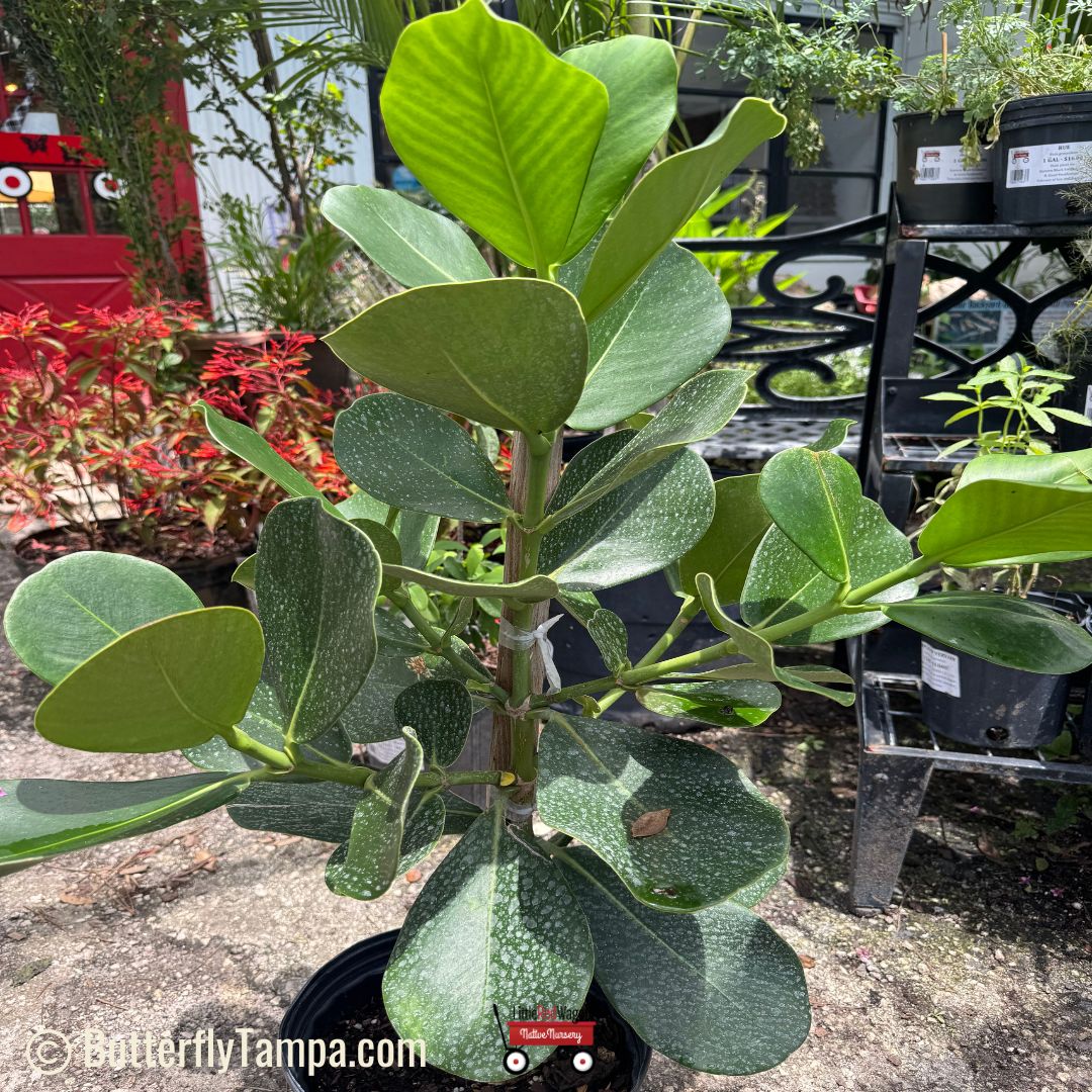 Pitch Apple (Autograph tree) - Clusia rosea 3 Gal – Little Red Wagon ...