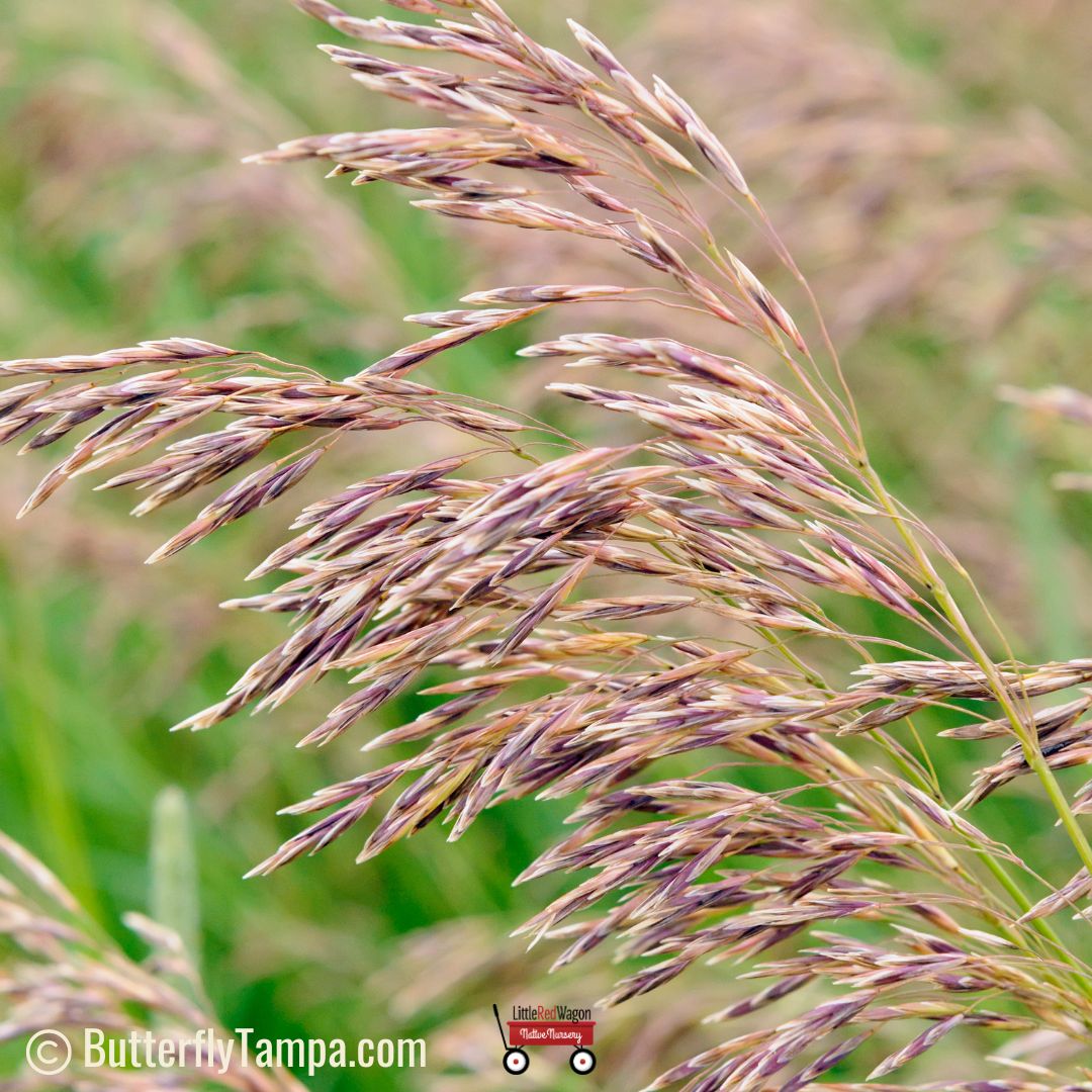 Purpletop Grass - Tridens flavus – Little Red Wagon Native Nursery