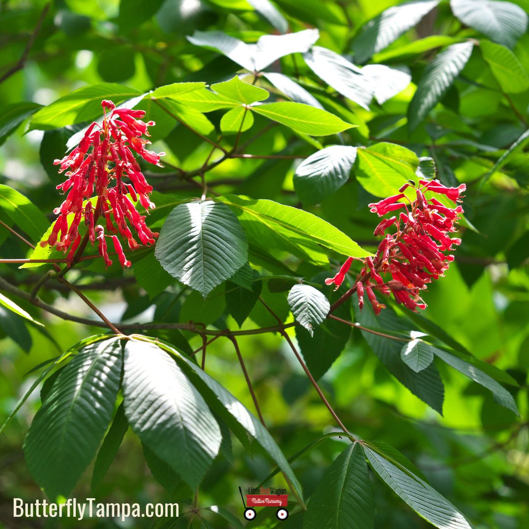 Red Buckeye - Aesculus pavia (3 Gallon) – Little Red Wagon Native Nursery
