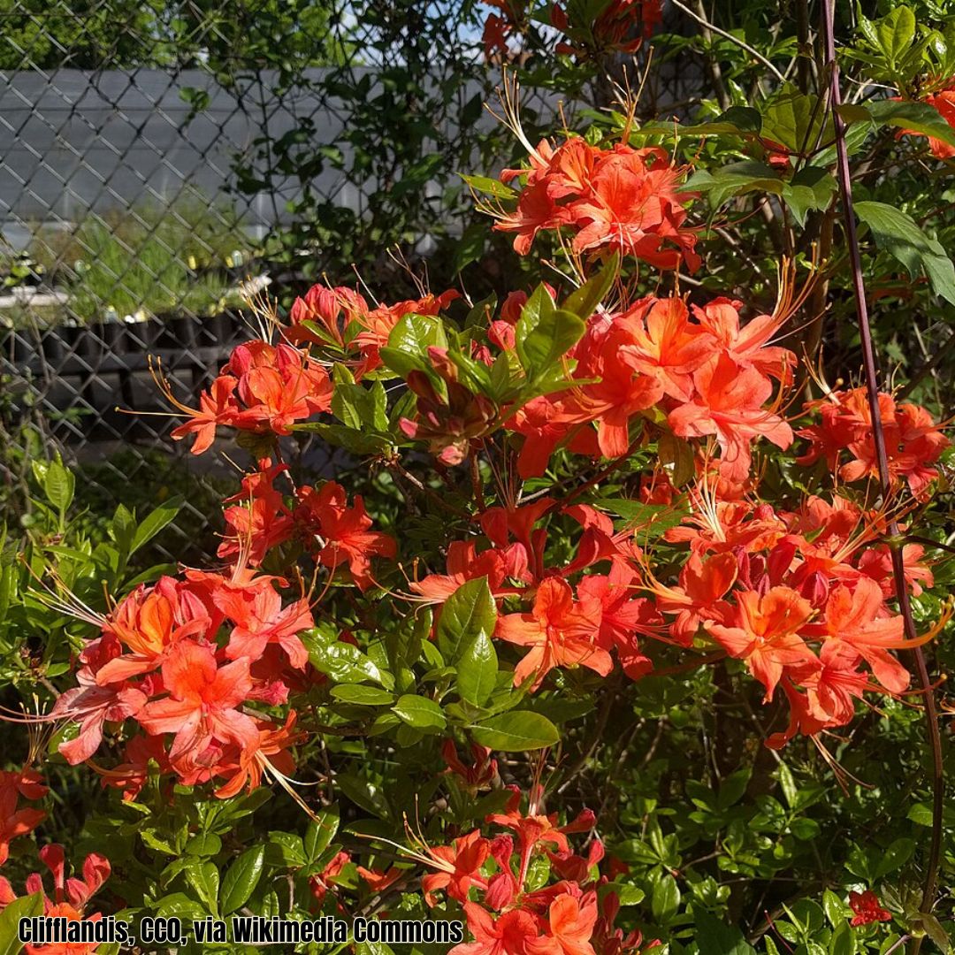 'Jack Melton' Flame Azalea - Rhododendron flammeum (1 Gal.) – Little ...