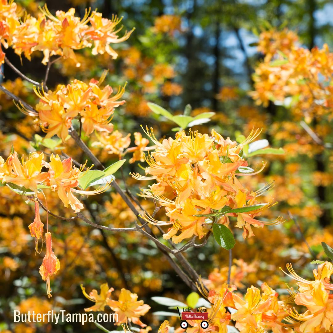 Florida flame azalea - Rhododendron austrinum (1 & 3 Gallon) – Little ...
