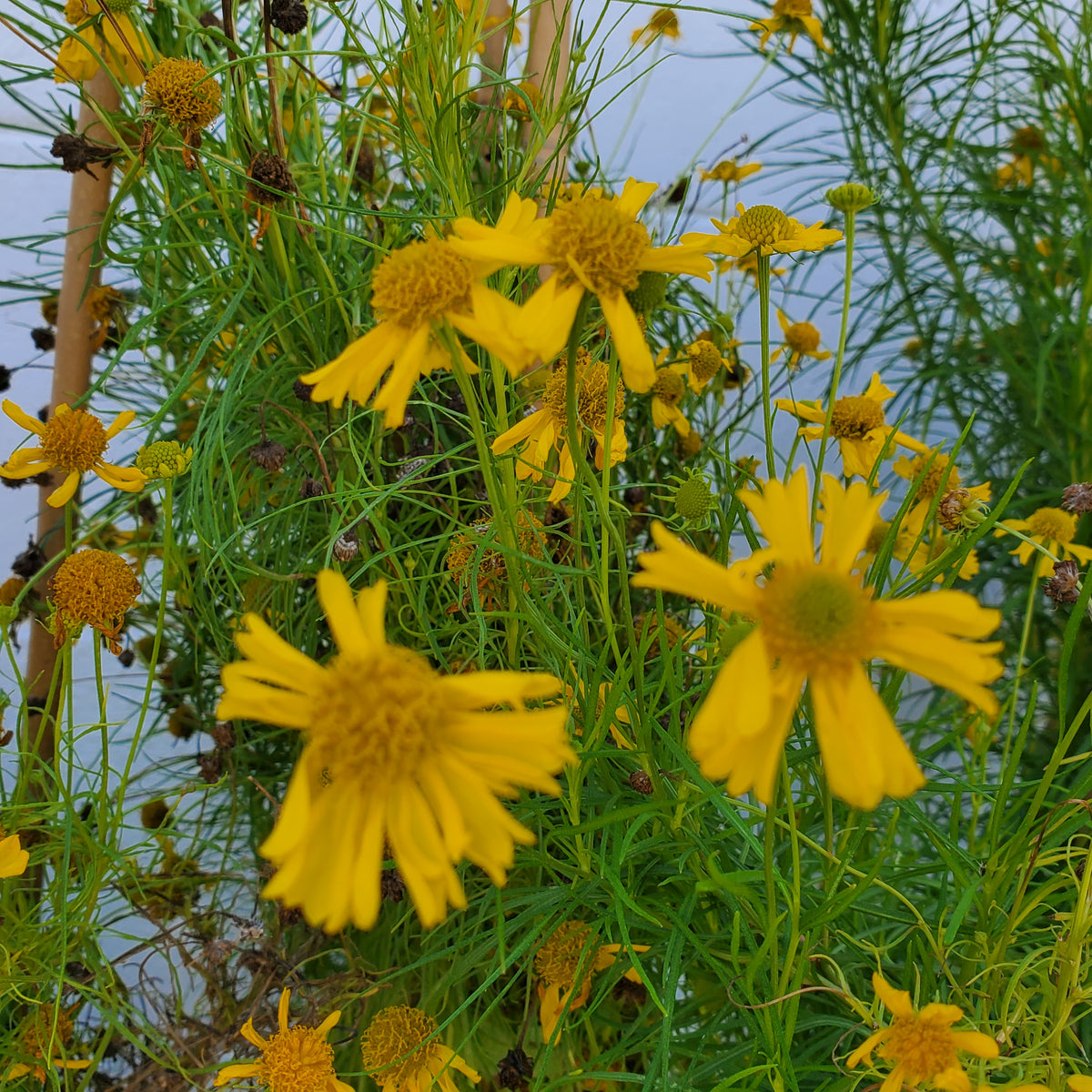Spanish daisy - Helenium spp. (amarum) (1 gal.) – Little Red Wagon ...