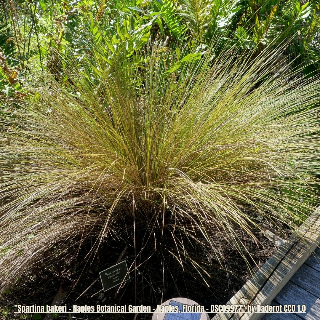 Sand Cordgrass - Spartina bakeri – Little Red Wagon Native Nursery