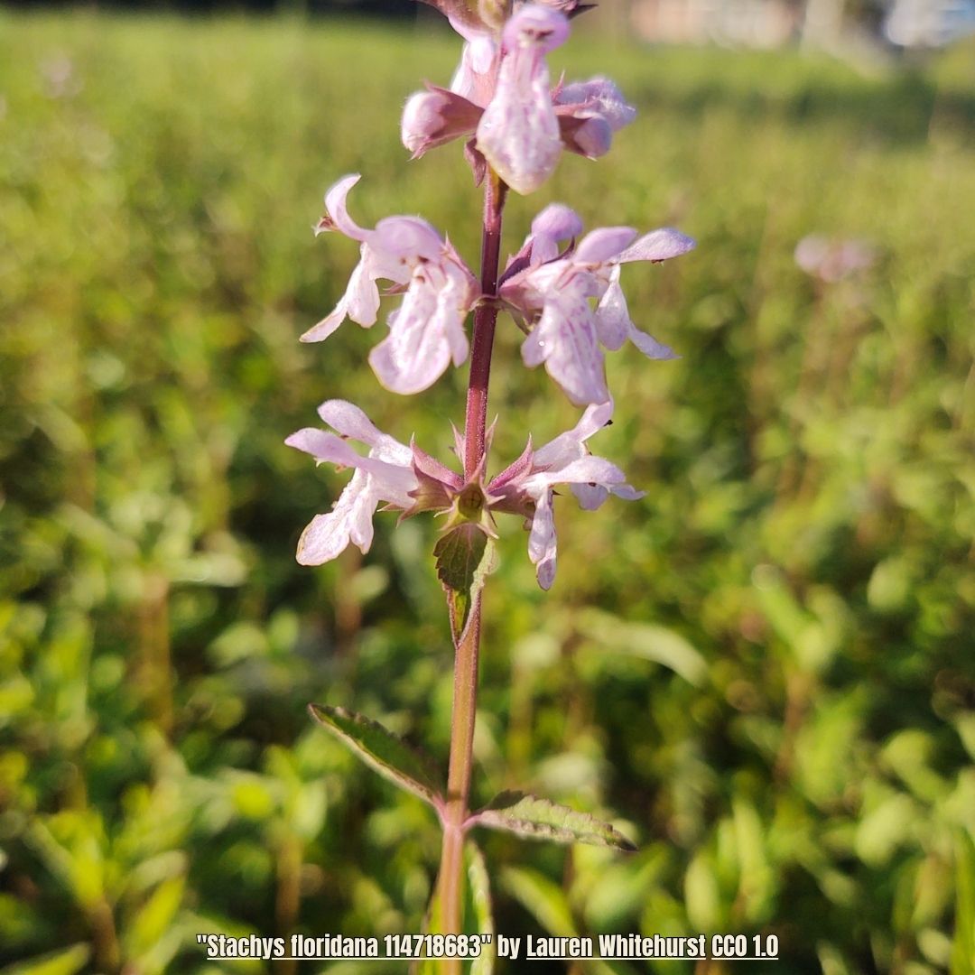 Florida Betony - Stachys floridana (1 Gallon) – Little Red Wagon Native ...