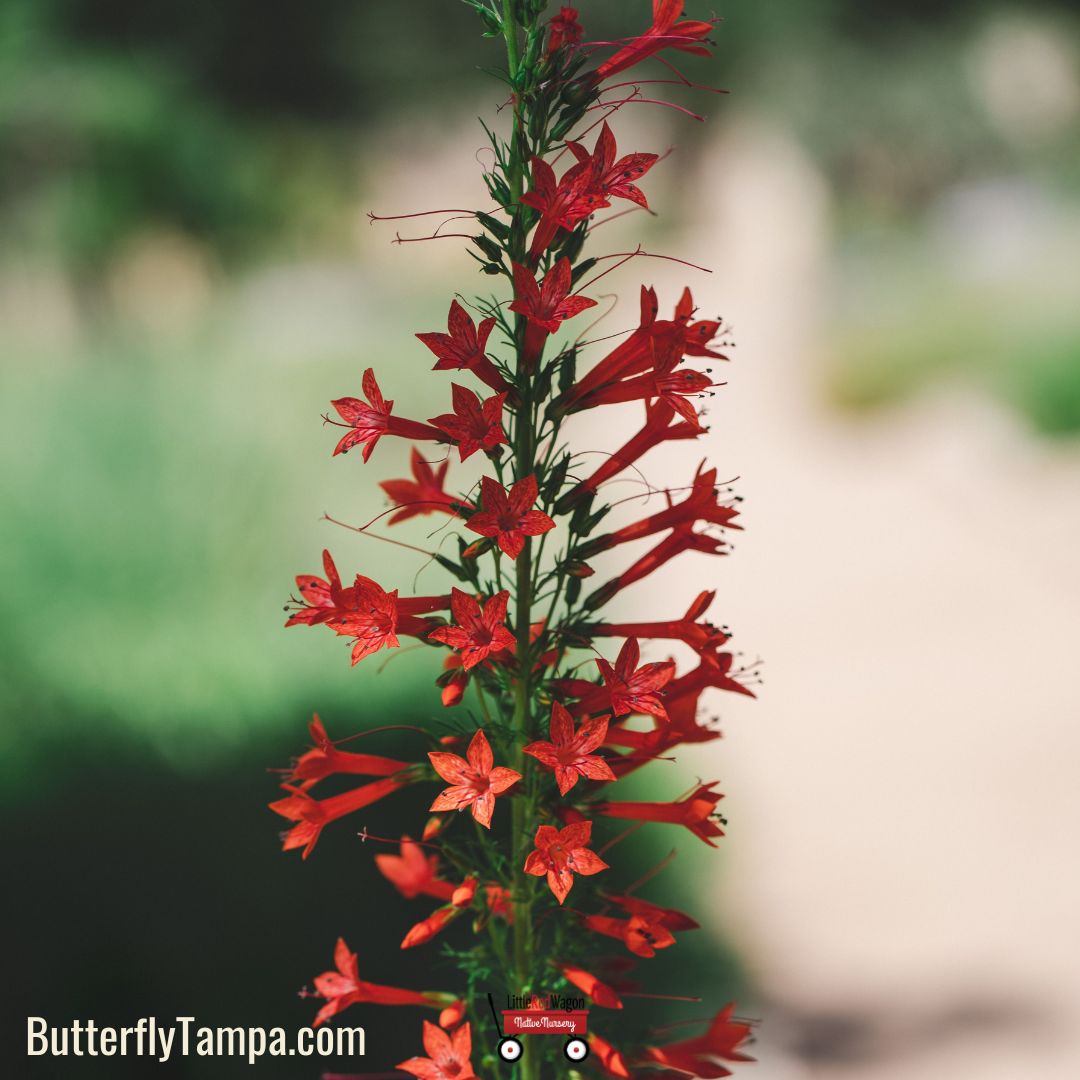 Standing Cypress - Ipomopsis rubra (1 Gallon) – Little Red Wagon Native ...