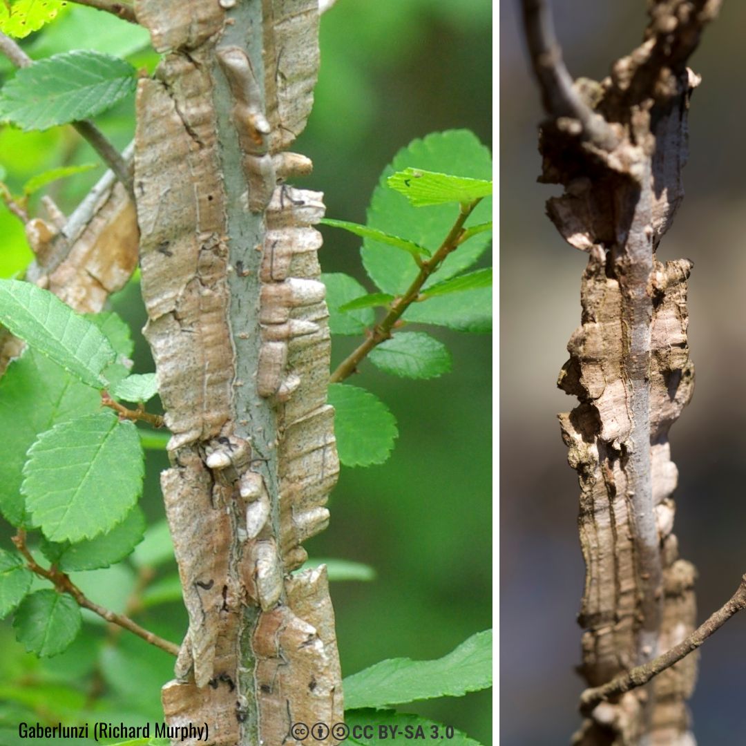Winged Elm - Ulmus alata (3 Gal) – Little Red Wagon Native Nursery