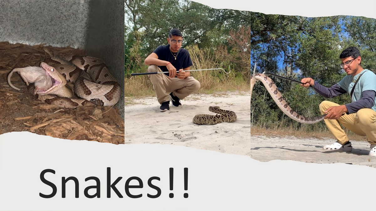 Living With Snakes - Nov. 18 – Little Red Wagon Native Nursery