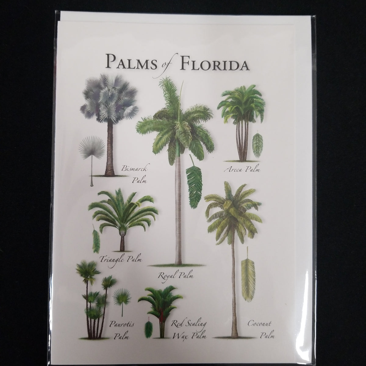 Palms of FL card – Little Red Wagon Native Nursery