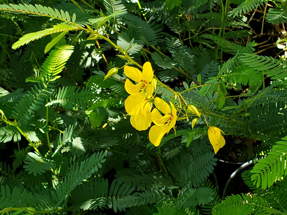 Sensitive Pea - Chamaecrista nictitans (1 gal.) – Little Red Wagon ...