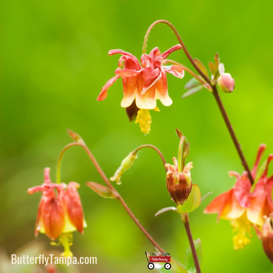Wild Columbine (Aquilegia canadensis) - 1Gal – Little Red Wagon Native ...
