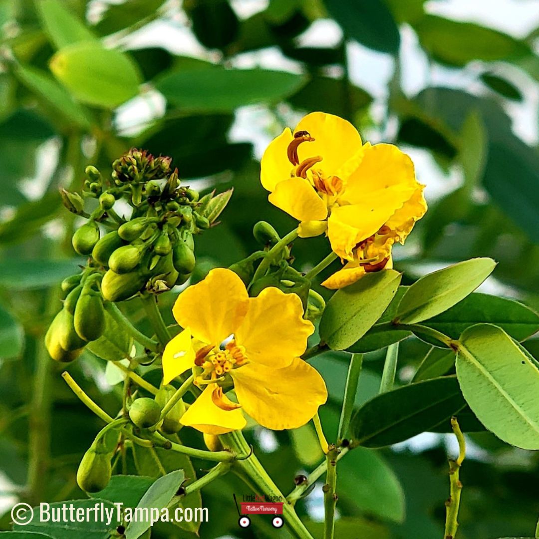 Bahama Cassia - Senna mexicana var. chapmanii – Little Red Wagon Native ...