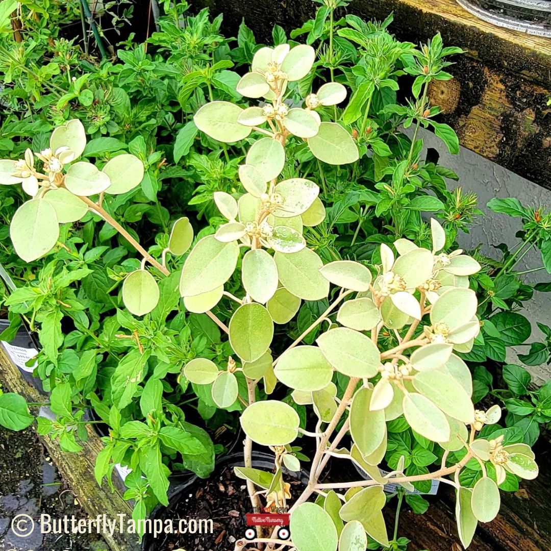 Beach Tea - Croton punctatus – Little Red Wagon Native Nursery