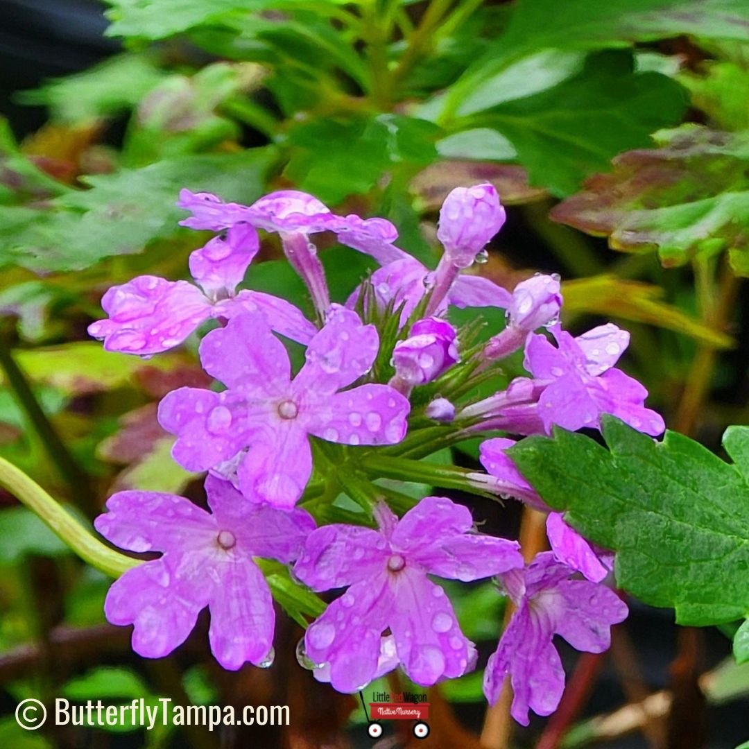 Beach Verbena - Glandularia maritima (1 gal.) – Little Red Wagon Native ...