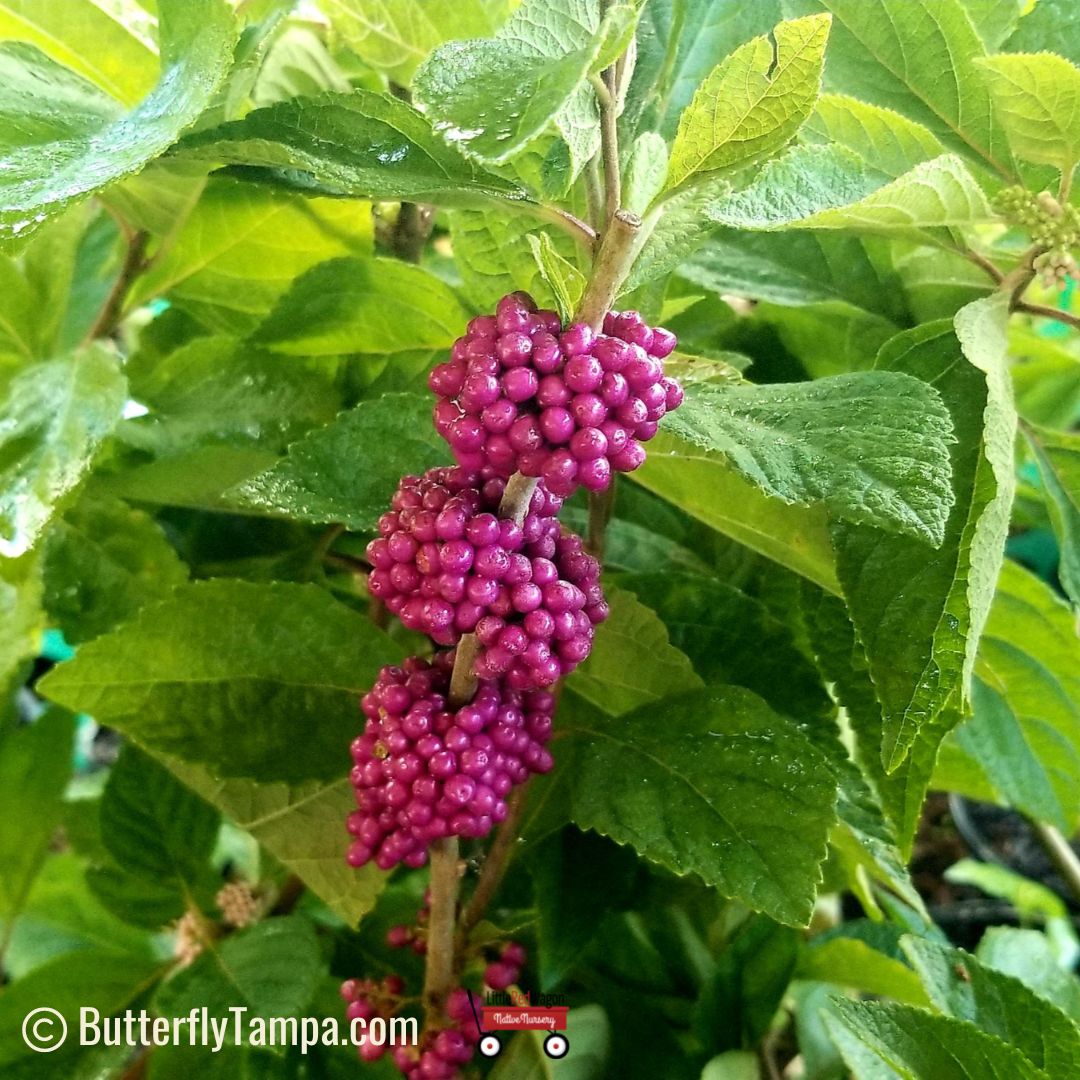 Beautyberry - Callicarpa americana (1 & 3 gal.) – Little Red Wagon ...