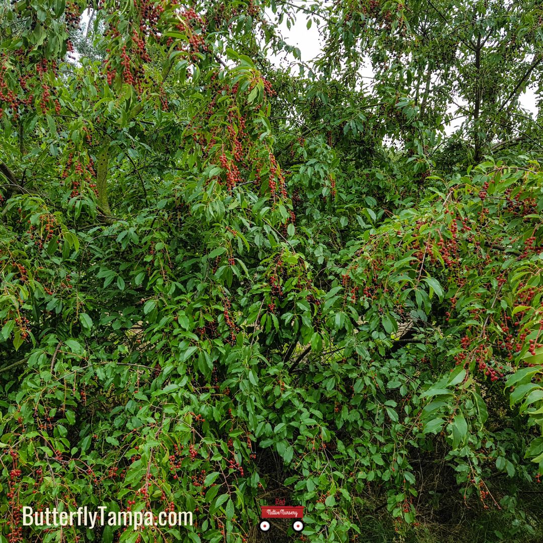 Black Cherry Tree - Prunus serotina (3 Gal.) – Little Red Wagon Native ...
