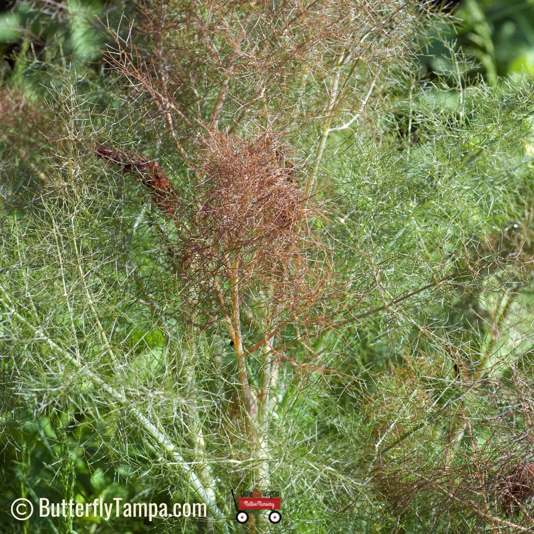 Bronze Fennel - Foeniculum vulgare purpureum (1 Gal.) – Little Red ...